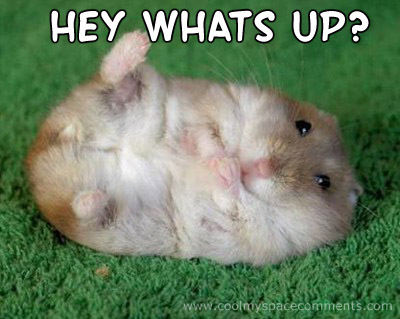 Funny Animals: Funny Mice Pictures,Images - Funny Mouse