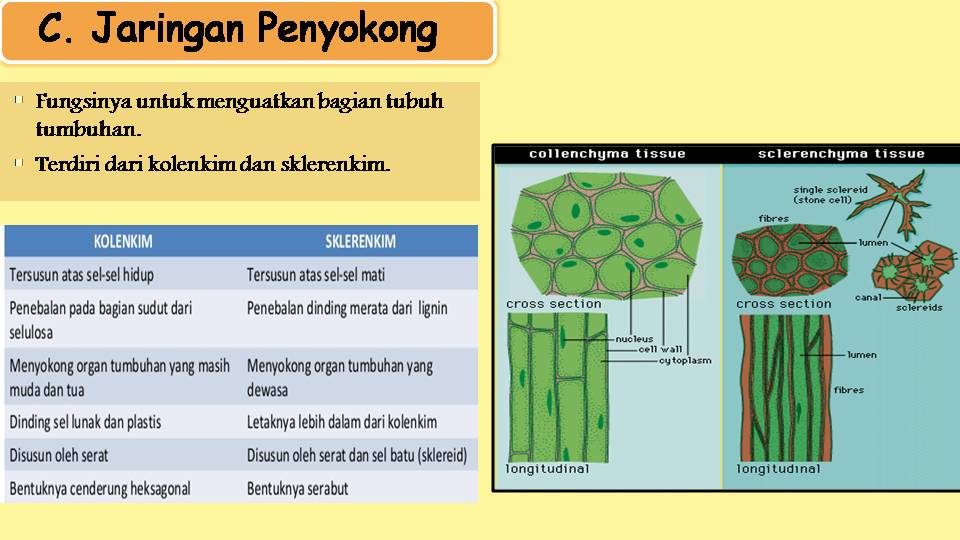 Jaringan Dewasa(Permanen) XI IPA 3 DAN 4