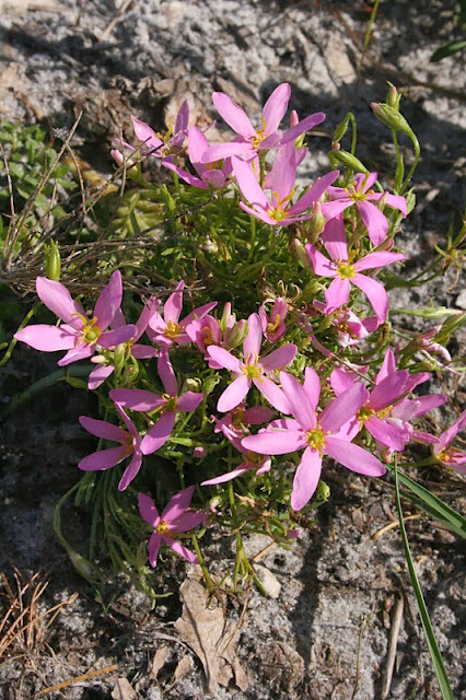 Native Florida Wildflowers: Rose of Plymouth - Sabatia stellaris