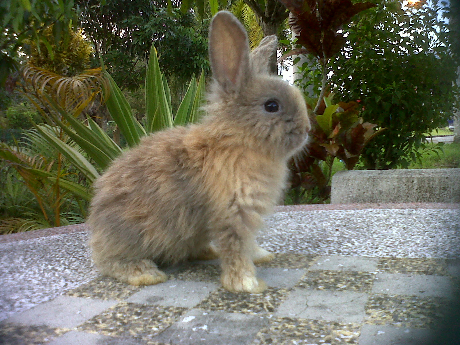 Arnab Oh Arnab!!! | ~ Aku Insan Biase