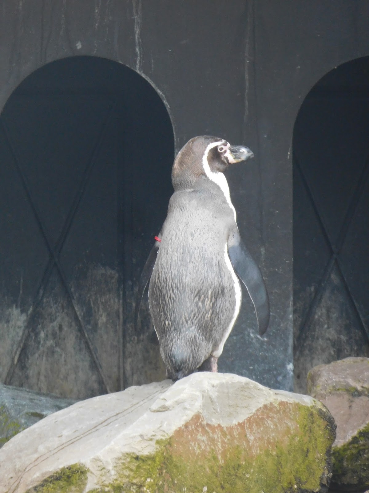 Noortjes Voetstappen: Bezoek Panda's Oudehands Dierenpark Rhenen 03-06-2017