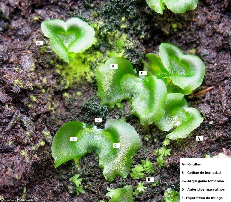 Sangrando en verde: El fascinante mundo de los helechos.