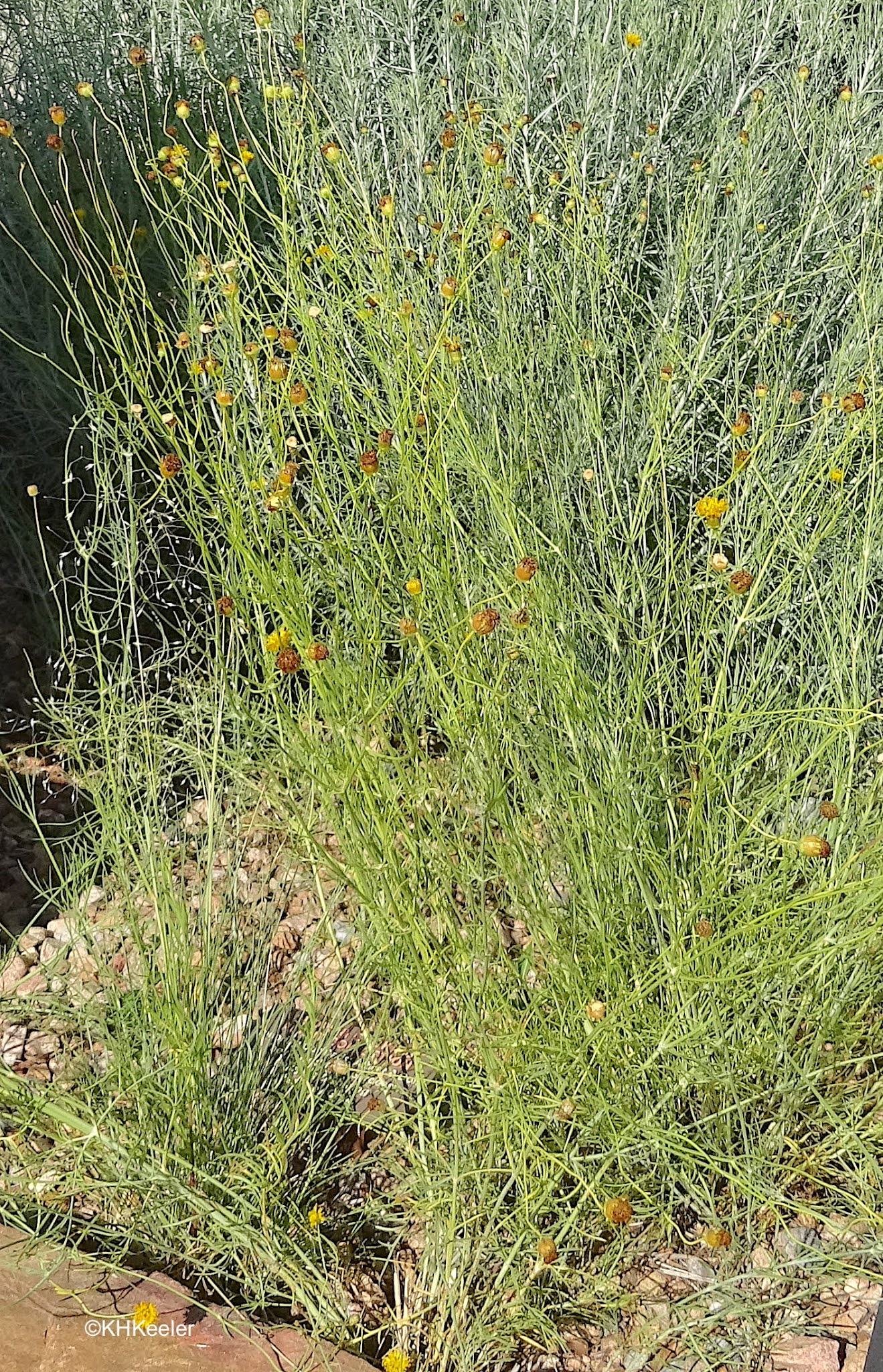 A Wandering Botanist: Plant Story--Hopi Tea Greenthread, Thelesperma ...