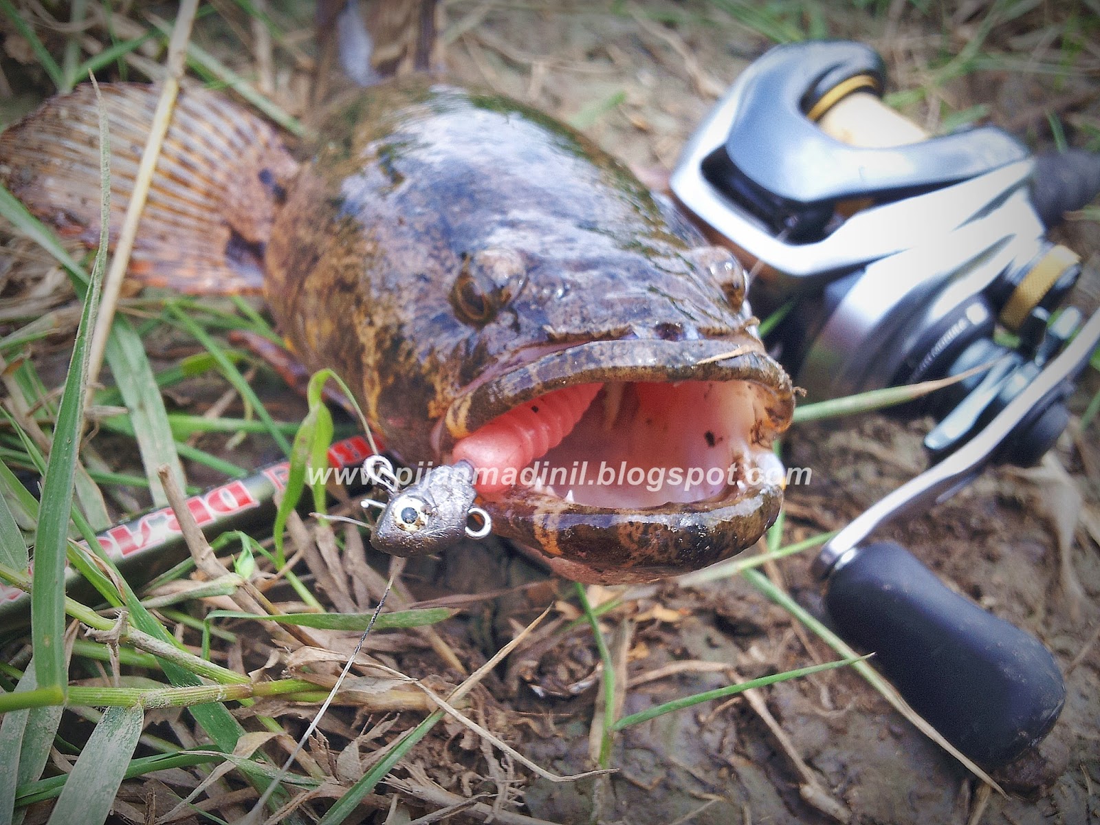 The Other Side of Me: Taman Sukma Strike 01/2017: Tarpon & Unlocked ...