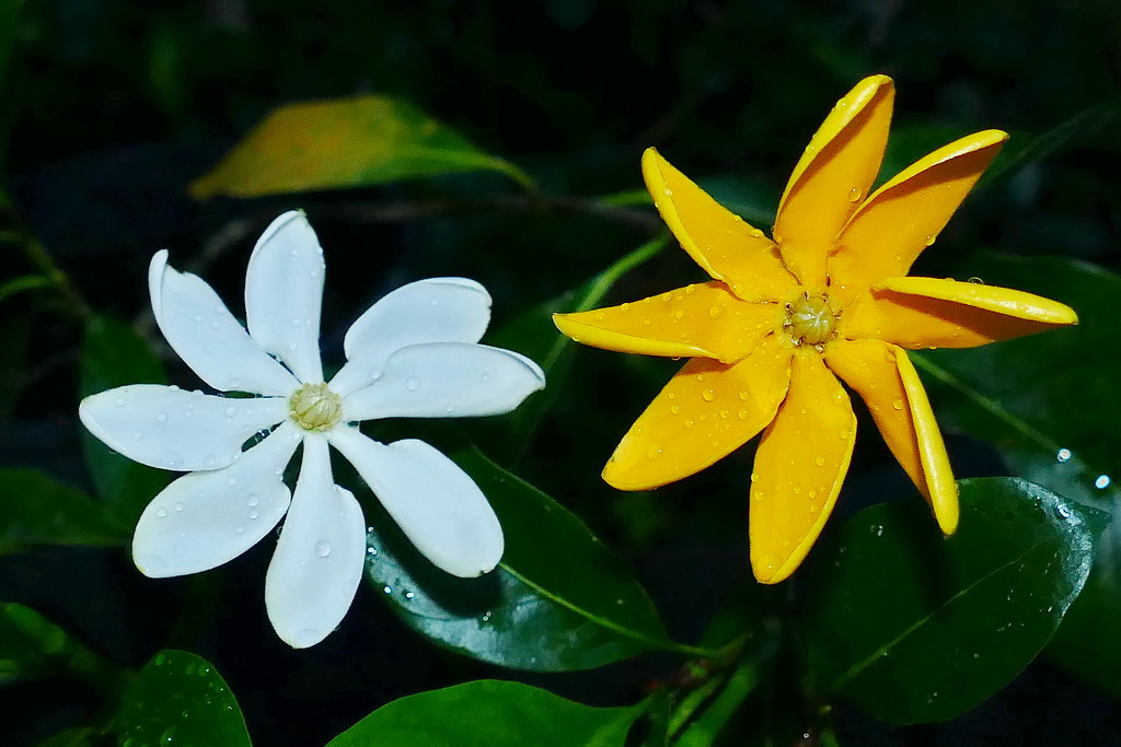 Gardenia tubifera - Golden gardenia care and culture | Travaldo's blog