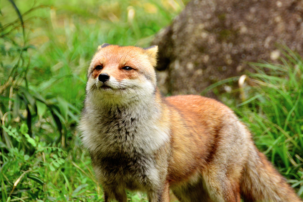 Abe s Animals Japanese Fox abe-s-animals-japanese-fox