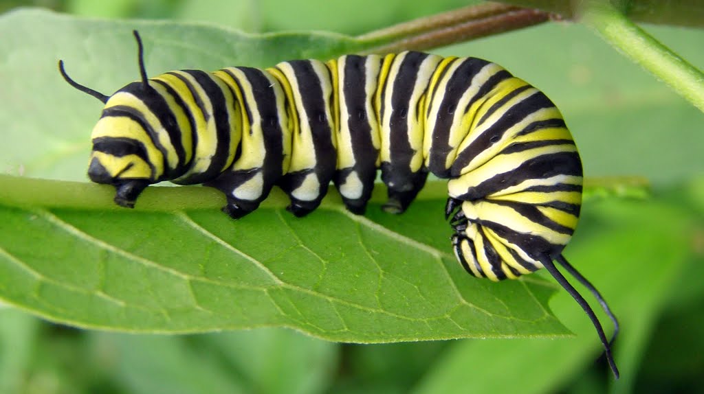 mariposas: Alimentación de las mariposas