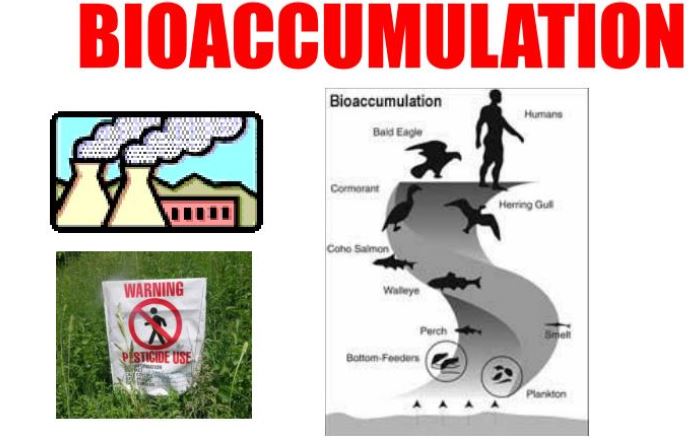 Mecandf Expert Engineers Persistent Bioaccumulative And Toxic Pbt Chemicals