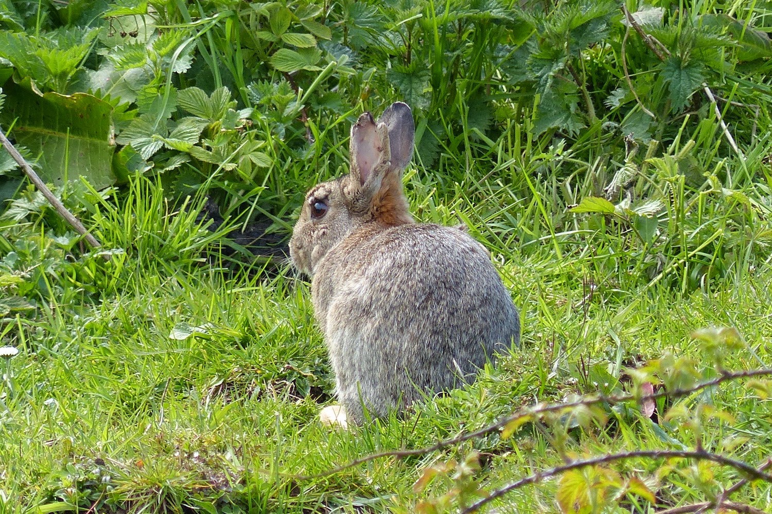 A Kilchoan Diary: A Rare Bunny