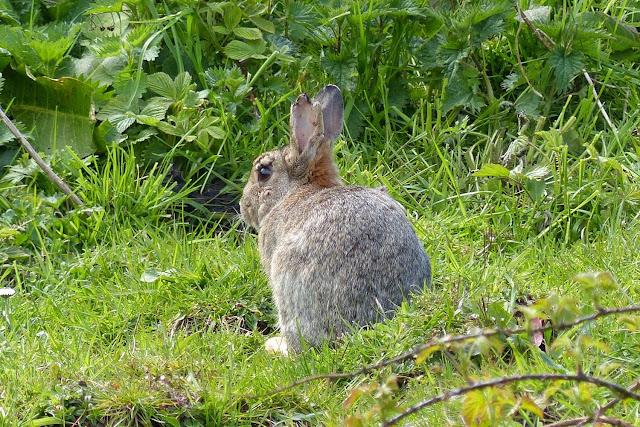 A Kilchoan Diary: A Rare Bunny