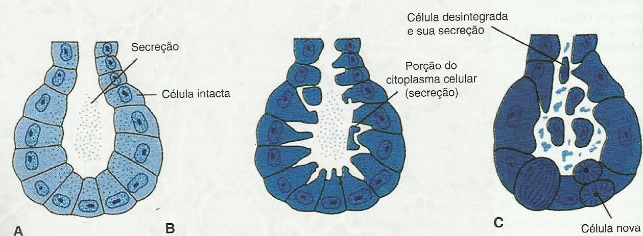 Histologia: Histologia e Embriologia