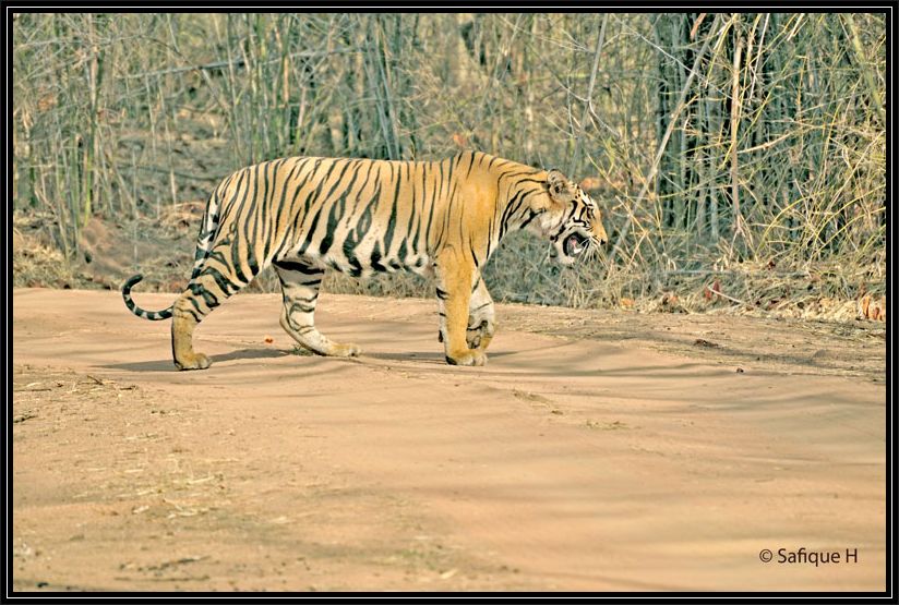 Nature Beckons: Audacity of a Tiger: My spectacular 4 days at Bandhavgar