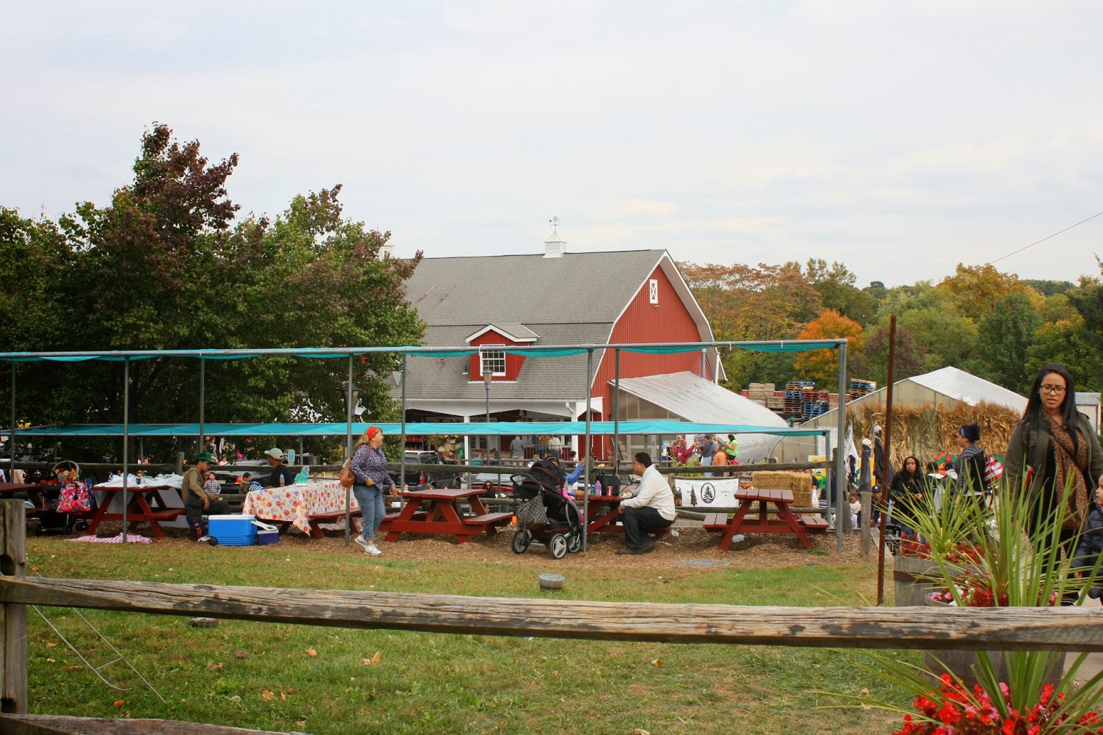 The Bitchin' Kitchin': Demarest Farms - Apple Picking 2013