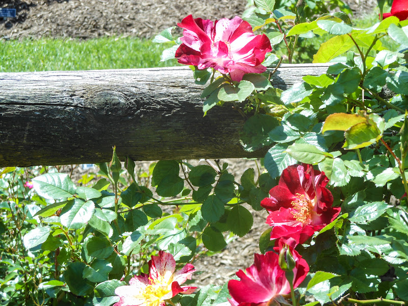 Garden State Roses: Reeves Rose Garden Update