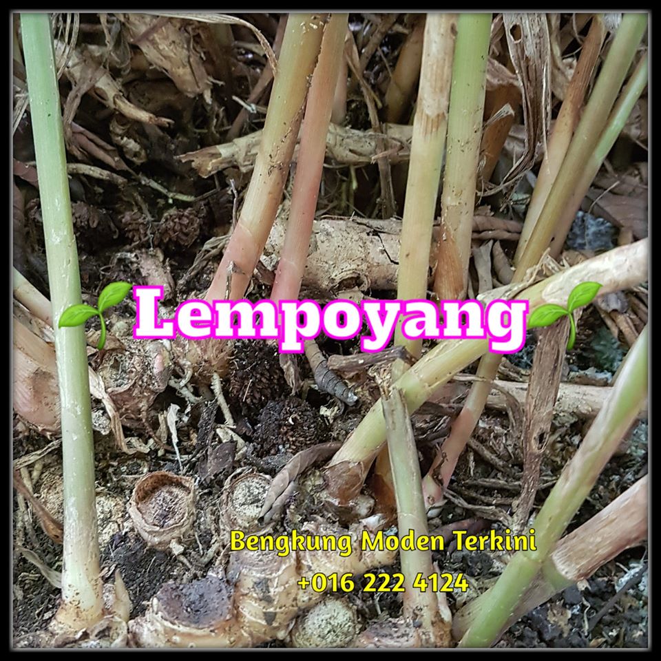 Bengkung Moden Terkini: Rizom Lempoyang Segar / Fresh Bitter Ginger