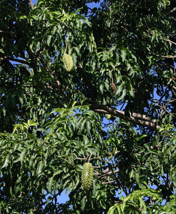 Toowoomba Plants: Long Jack