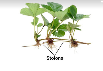 Stem: defination, functions and stem modification | study science