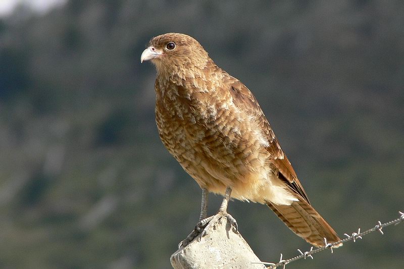 Pólvora em Chimango