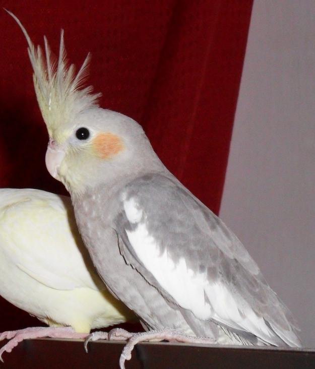 Vivendo meus Periquitos: Gray (Calopsita Macho Selvagem) *01/02/12