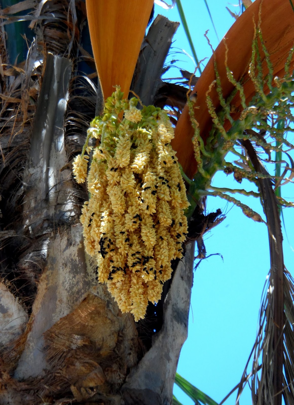 Gueroba [Syagrus oleracea (Mart.) Becc.] | A planta da vez