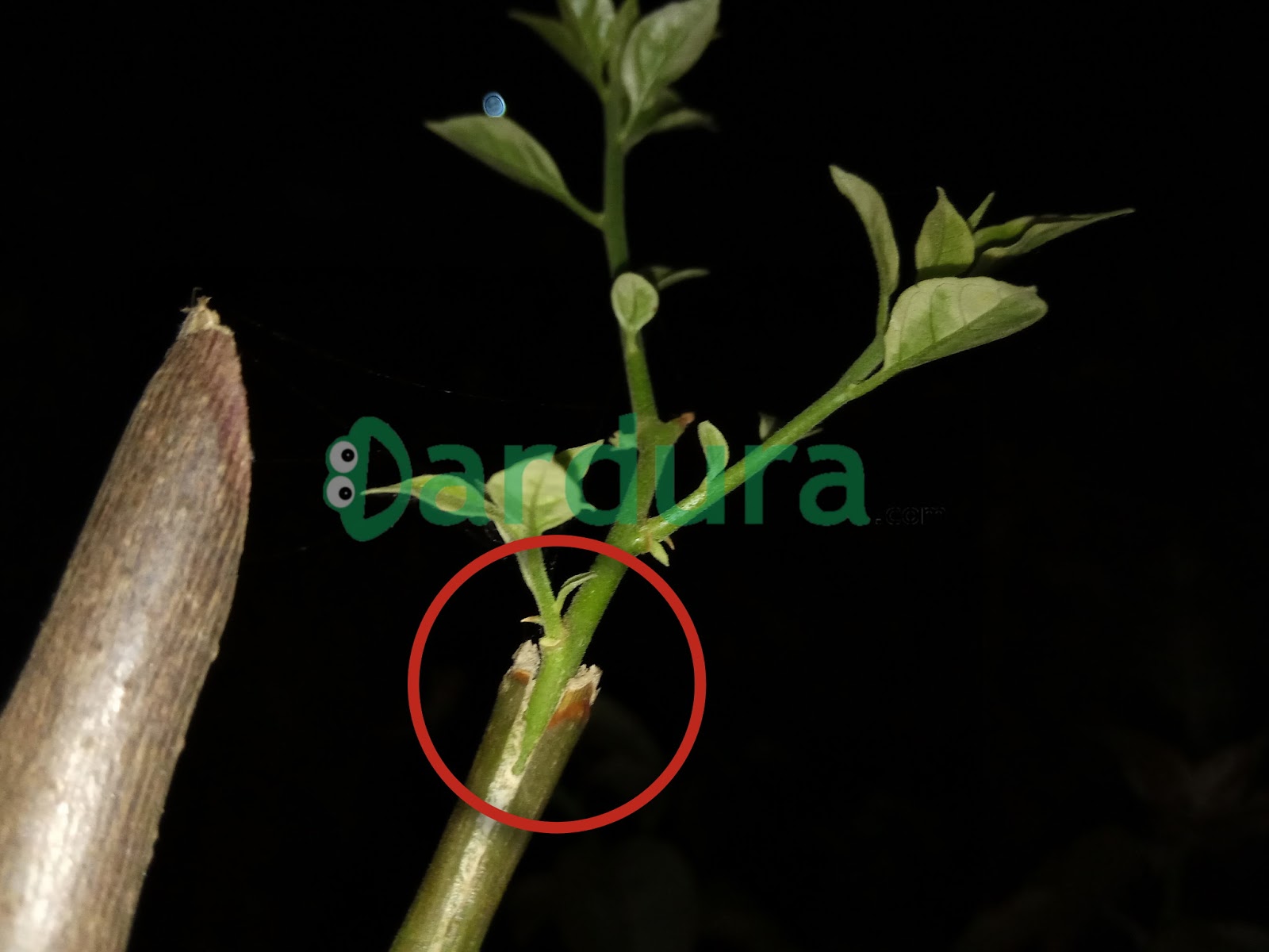 Menggabungkan Beberapa Warna Bunga Bougenville dengan Teknik Stek ...