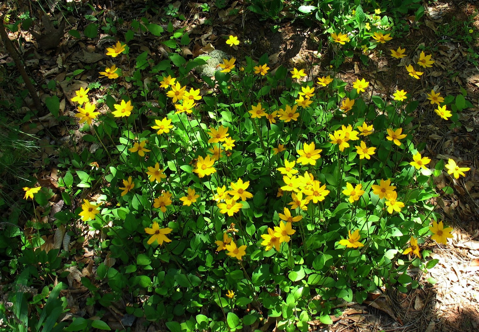 Using Georgia Native Plants: Finding native plants that are appropriate