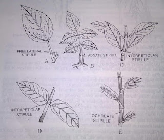 Biology Topics: LEAF