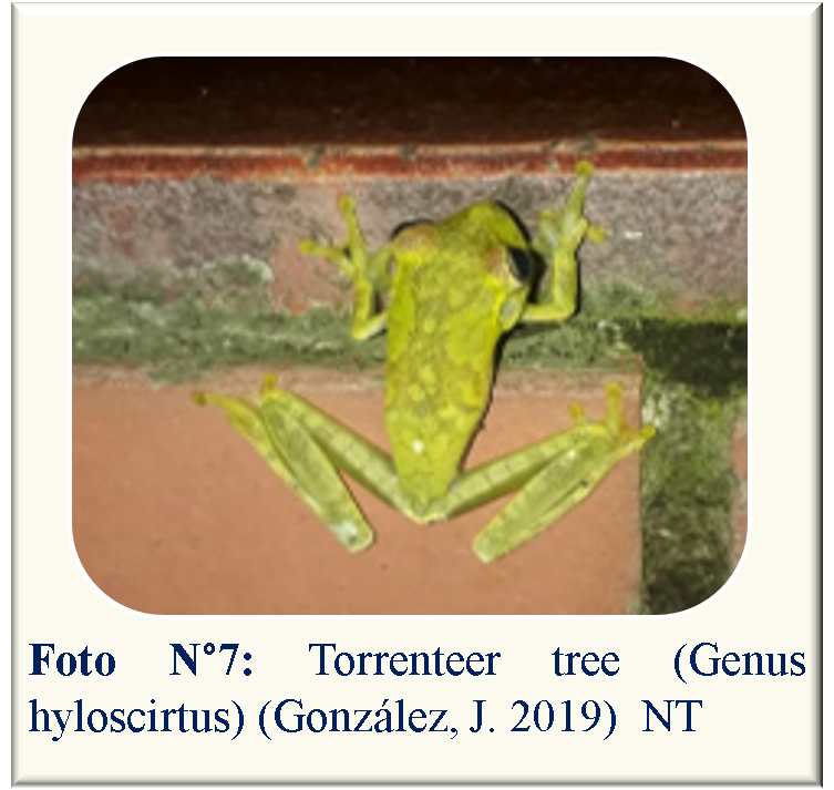 POBLACIONES ANURAS: octubre 2019