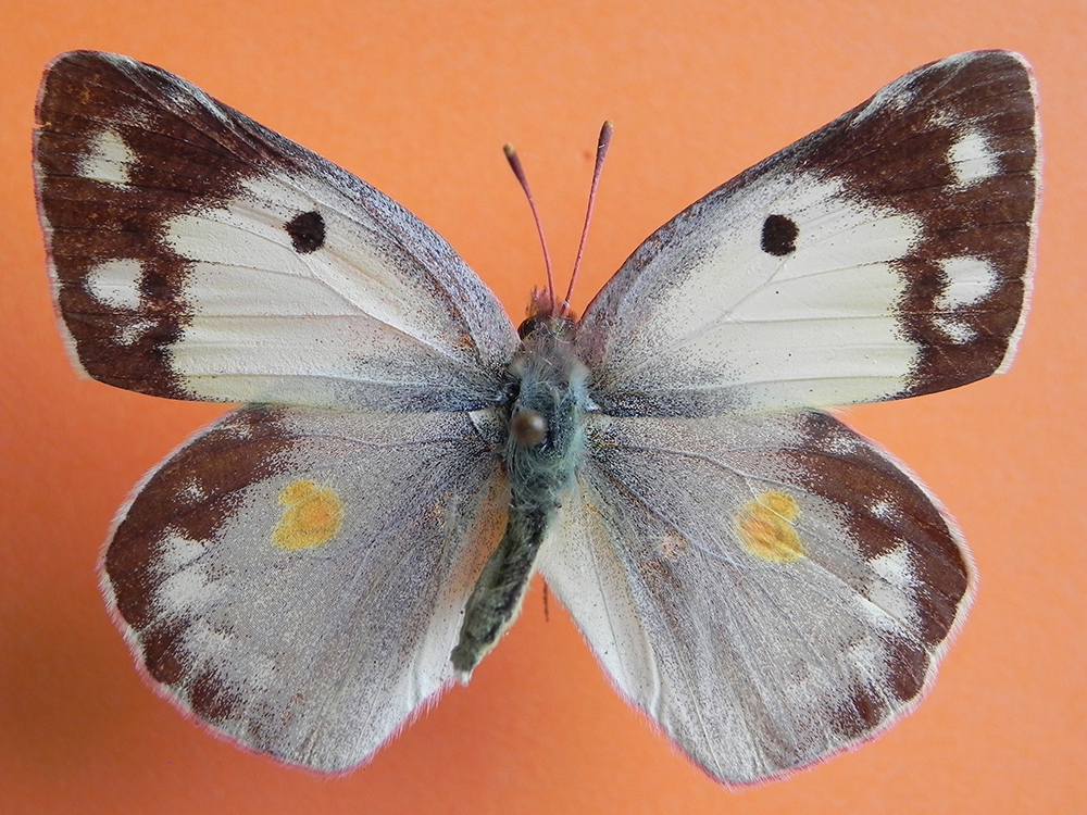 MARIPOSAS (BUTTERFLIES): Subfamilia COLIADINAE (Fam PIERIDAE)