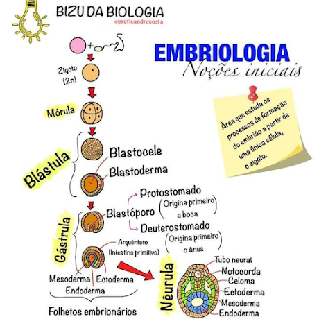 EMBRIOLOGIA