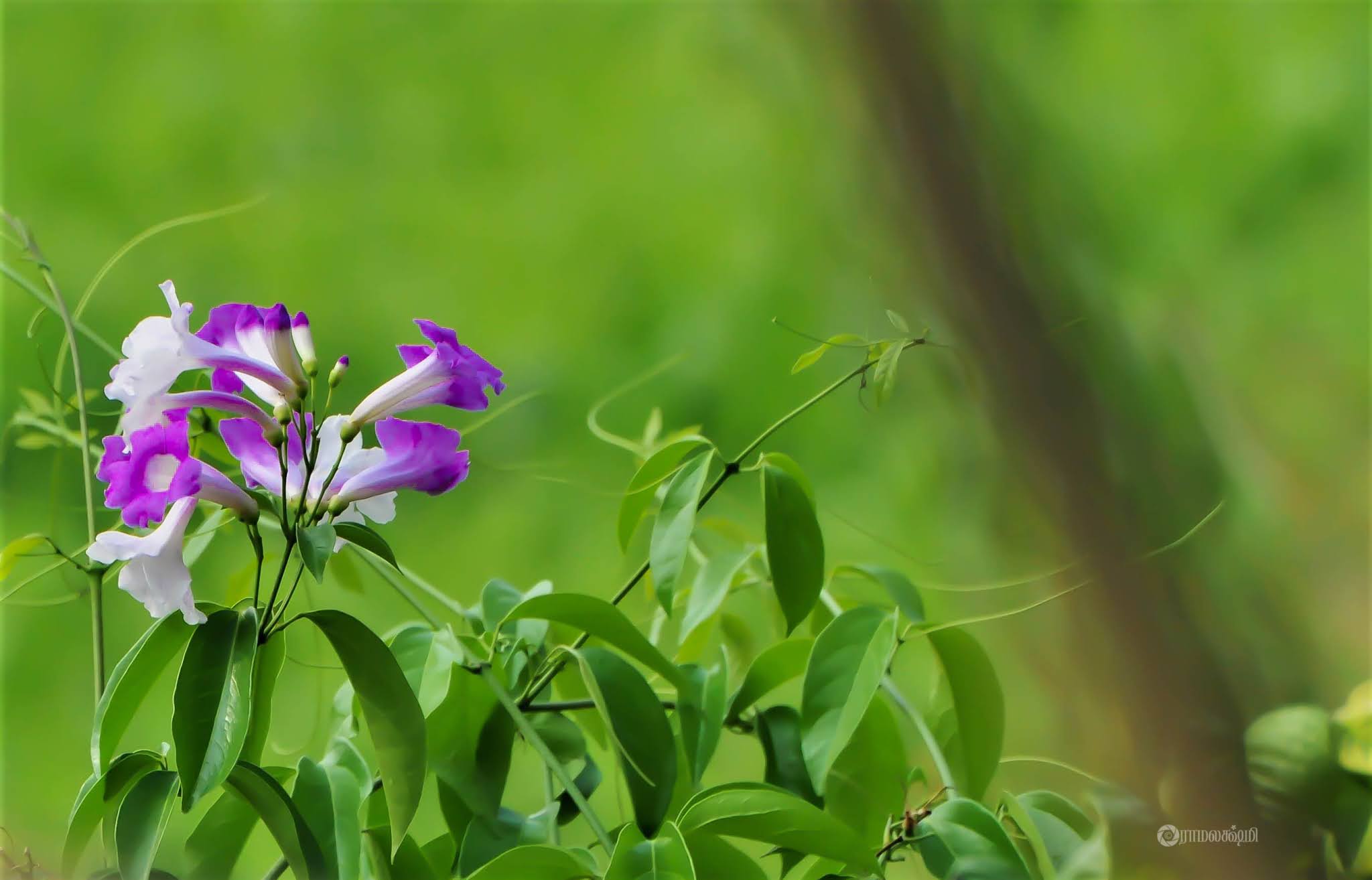 முத்துச்சரம்: உள்ளற்க உள்ளம் சிறுகுவ