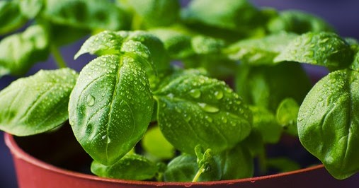 DIY BASIL FACE MASK AND ITS BENEFITS FOR THE SKIN