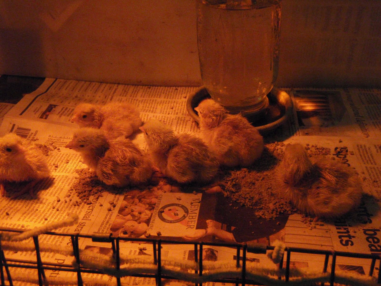 Journey School Stories: The Birth of a Chick