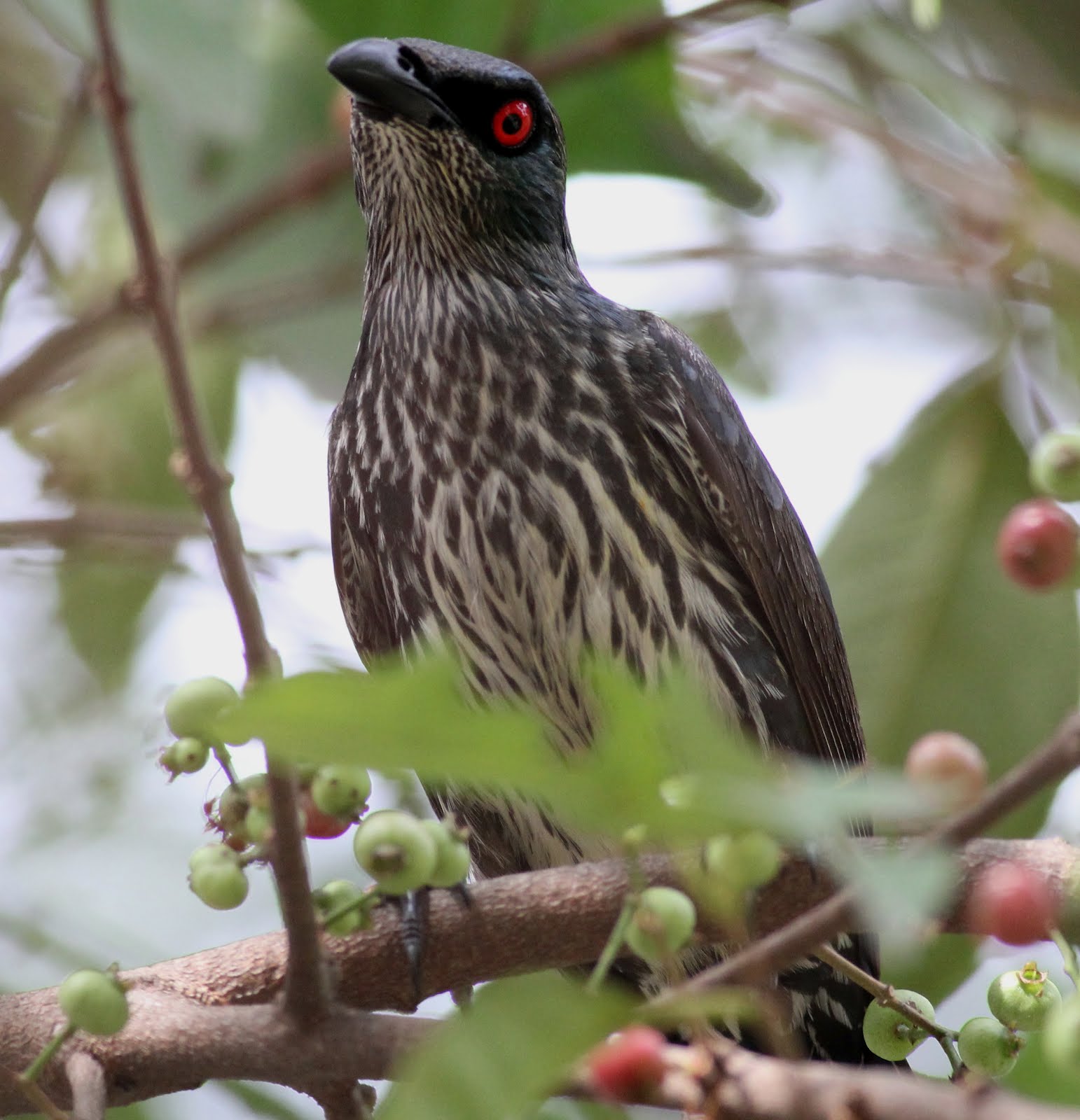 Ron-Nature-Adventures: Asian Glossy Starling