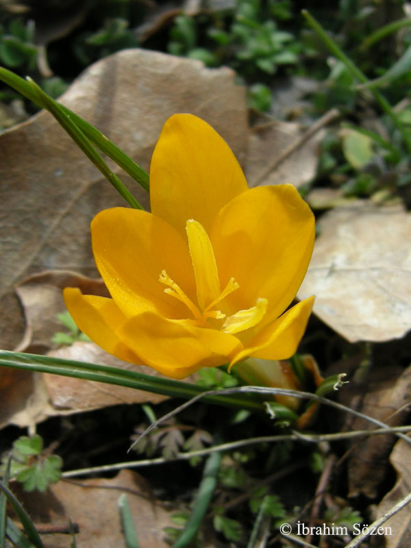 The Country Of Crocuses: Crocus mouradii