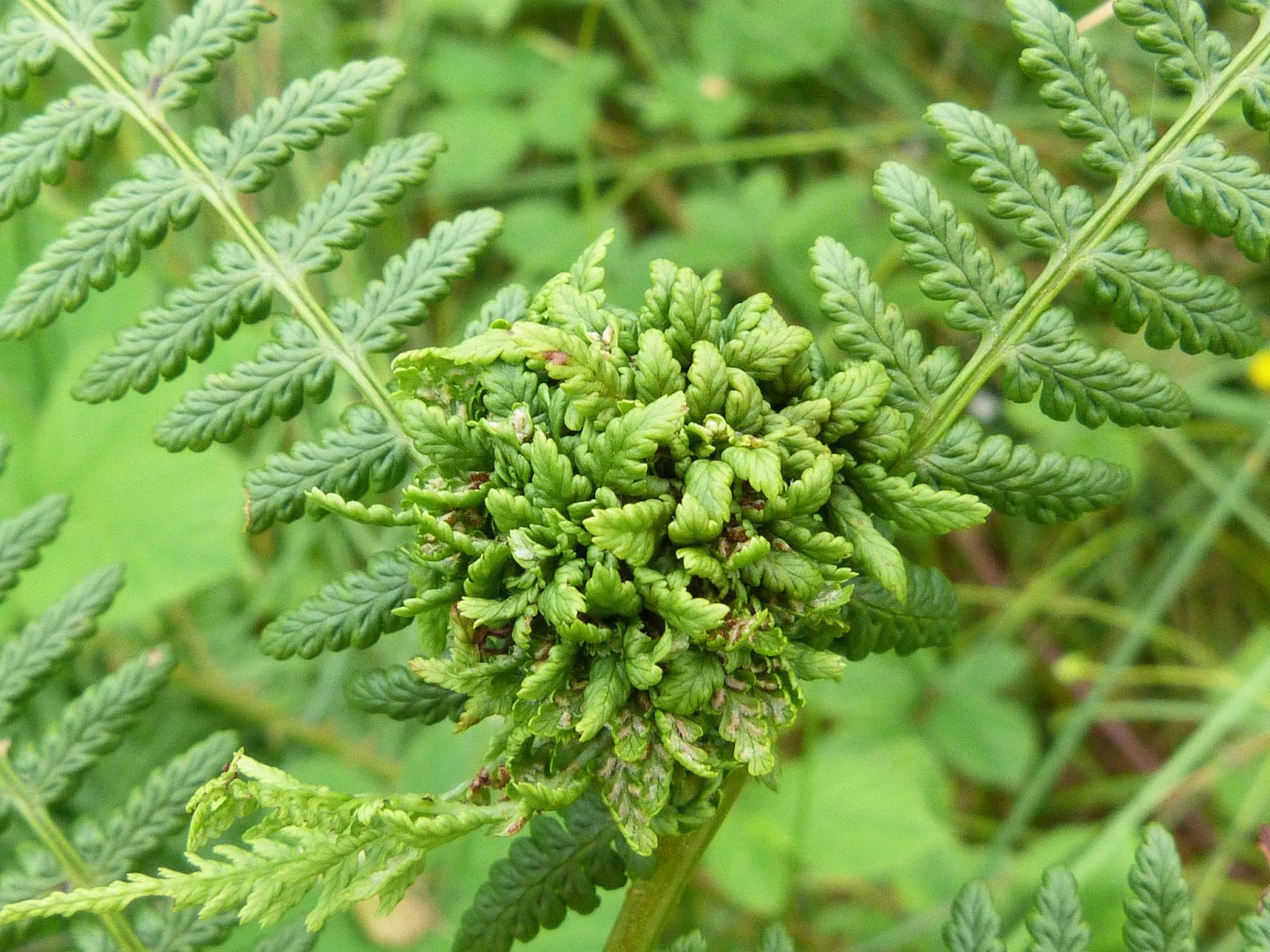 Insects of Scotland: Galls/Leaf-miners