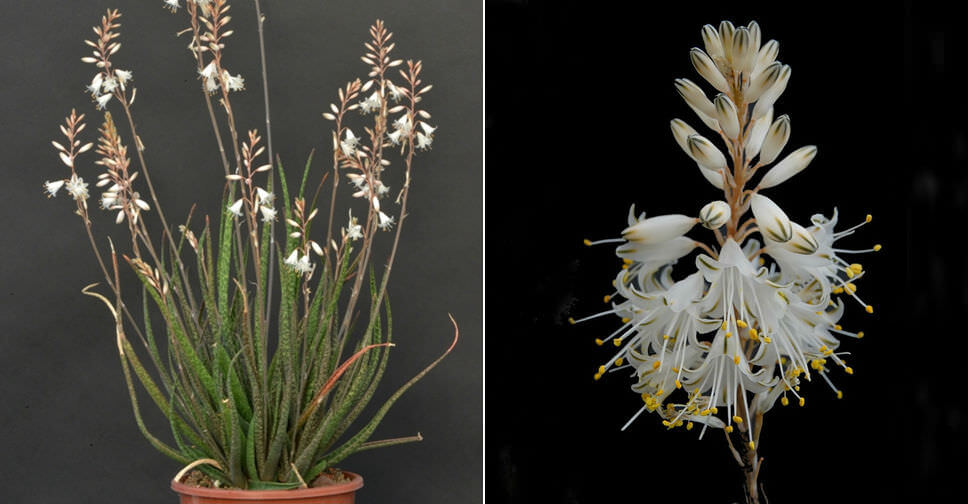 ¿Cuáles son los tipos de plantas de Aloe?