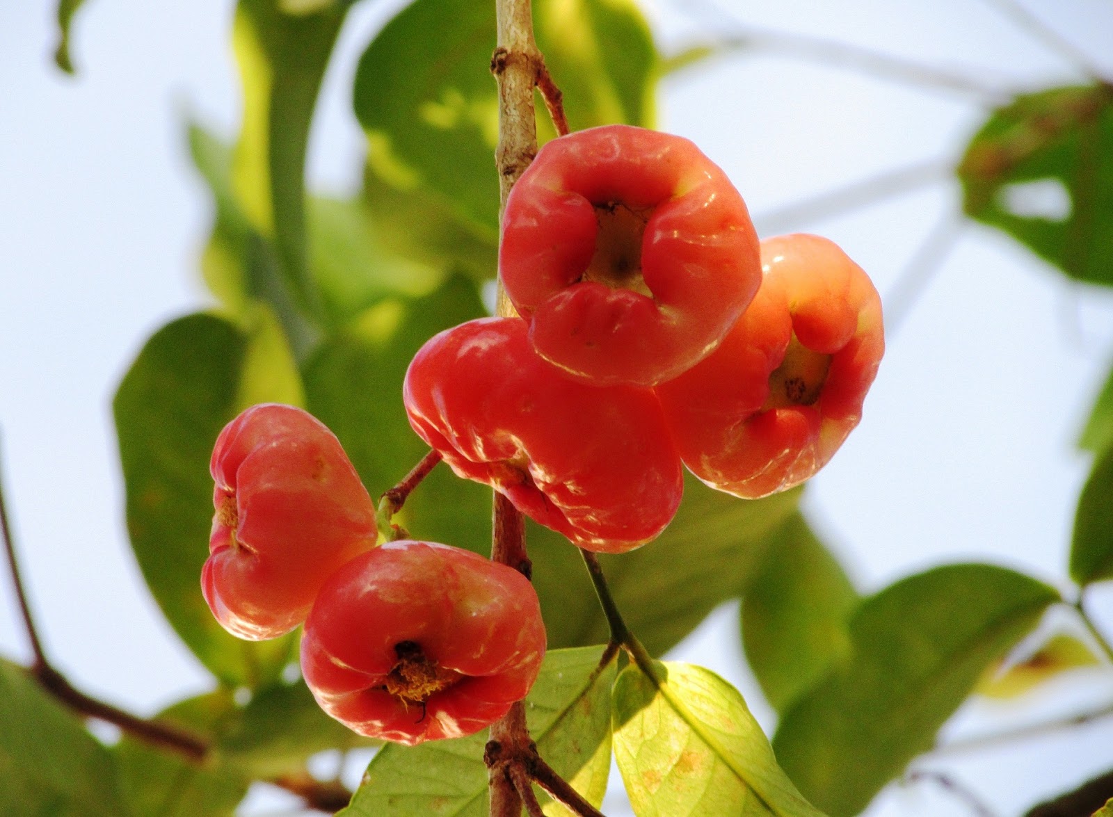 MEMILIH JENIS JAMBU AIR TERBAIK UNTUK DIBUDIDAYAKAN | inspirasi sehat id