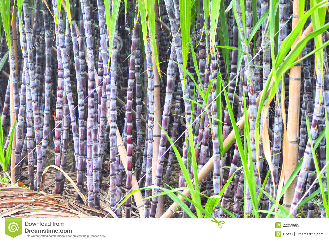 SUGAR-CANE - E-FARMER