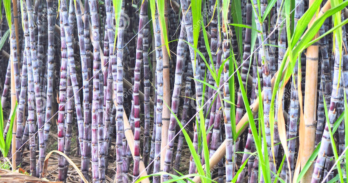 SUGAR-CANE - E-FARMER