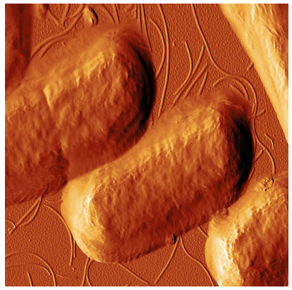 Nova técnica de microscopia permite estudar células vivas em alta resolução