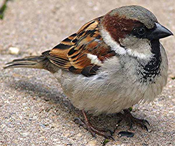 Descrizione: Passero • Scuolissima.com