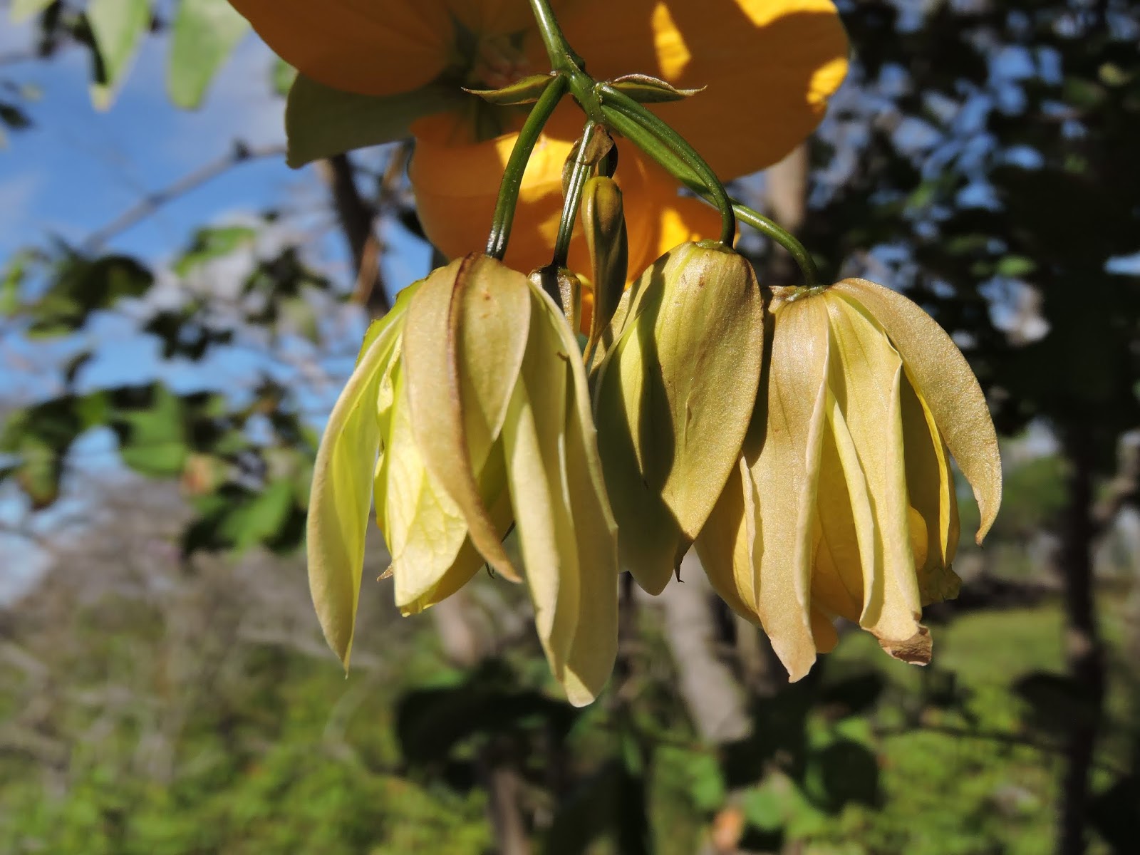 Fabaceae - Leguminosae no Brasil: Fabaceae - Senna splendida (Vogel) H ...