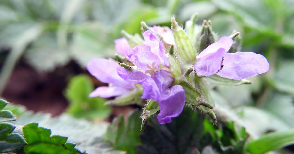 birdingexmouth: Musk Stork's-bill