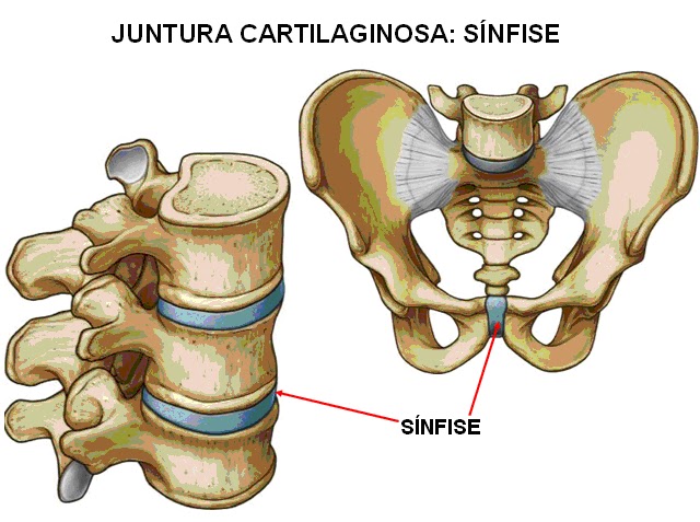 Blogão de Fisio: ARTICULAÇÕES