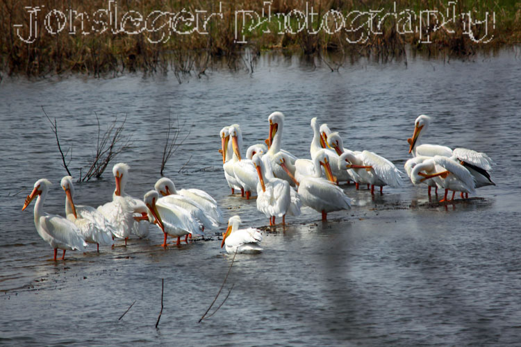 Northern Illinois Birder: American White Pelicans; Early April Spring ...