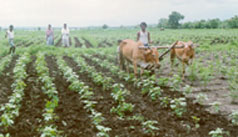 Watershed Development: Contour Bunding