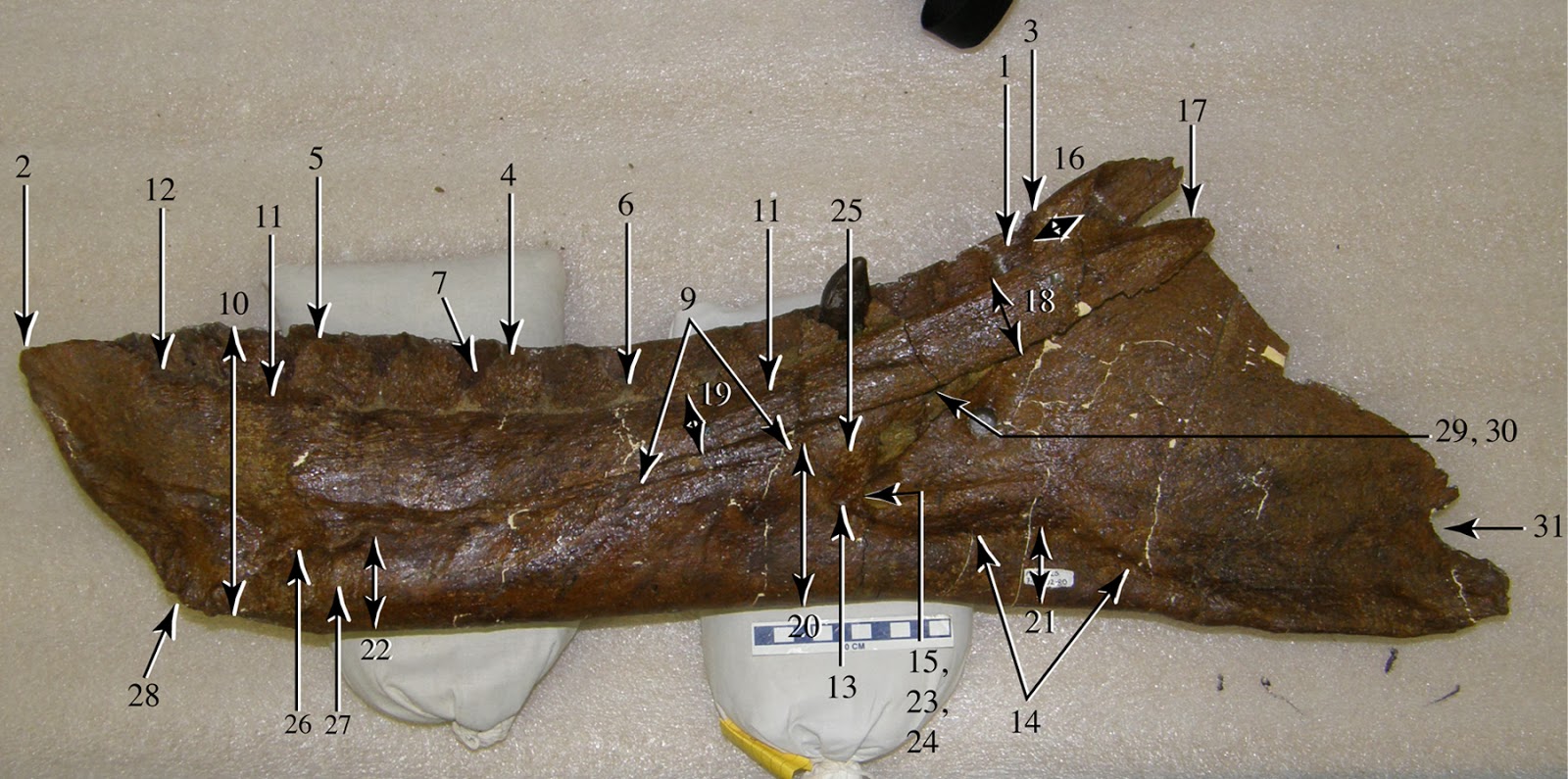 Tyrannosauroidea central: The Bonham's tyrannosaurid auction: what this ...