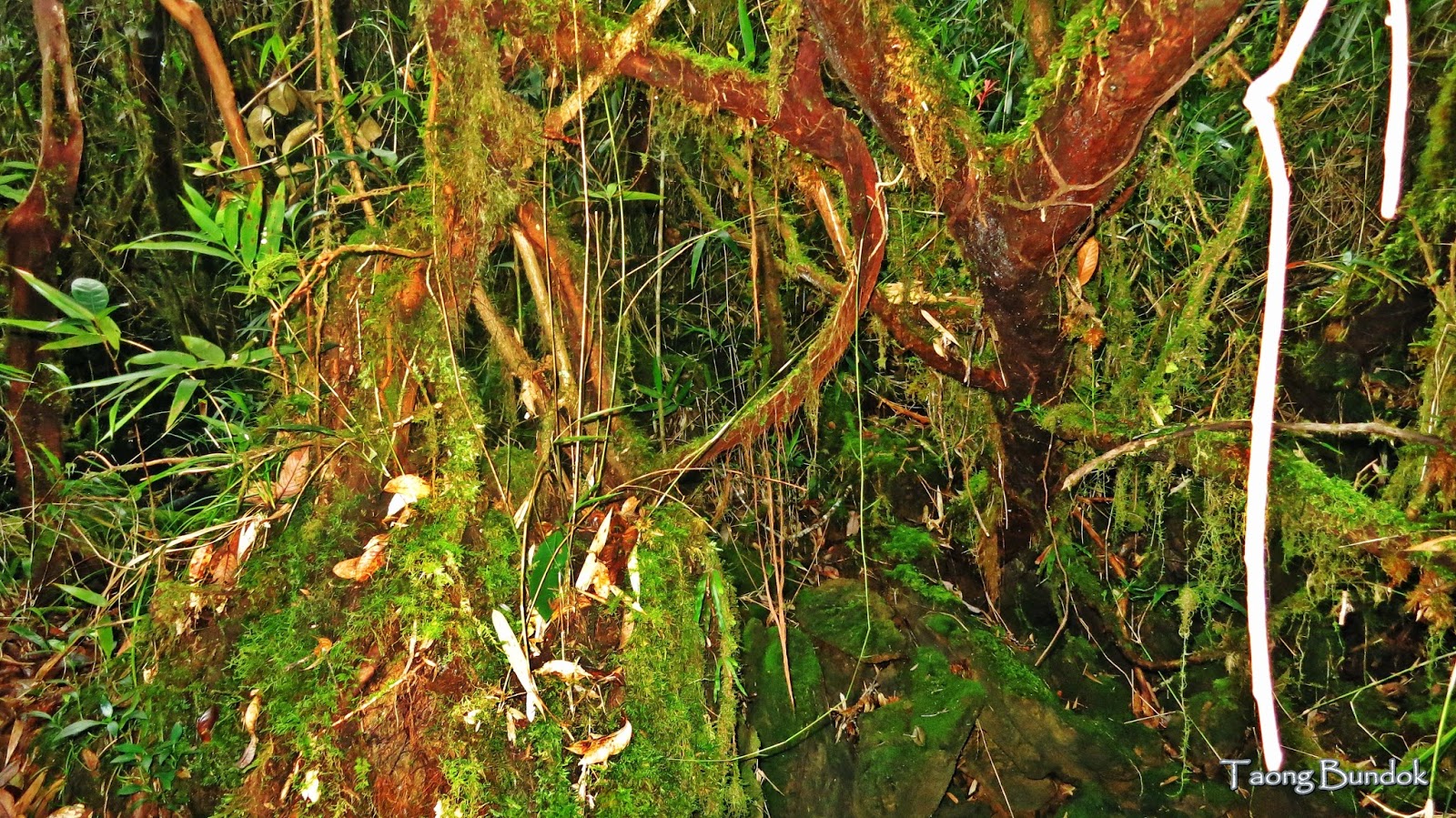 Taong Bundok: Mt. Mantalingajan Traverse