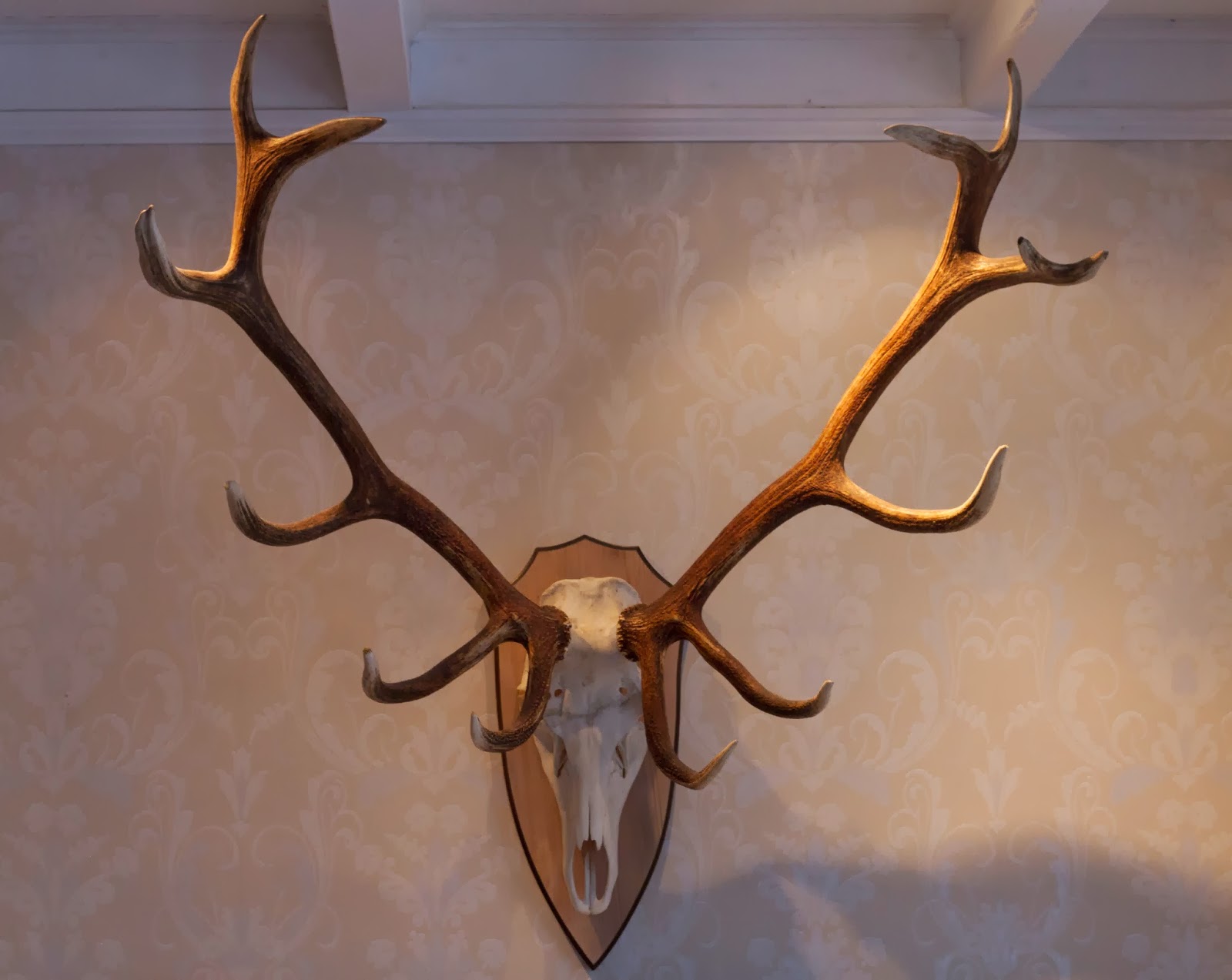 Inni Min Hule: Hjorte gevir